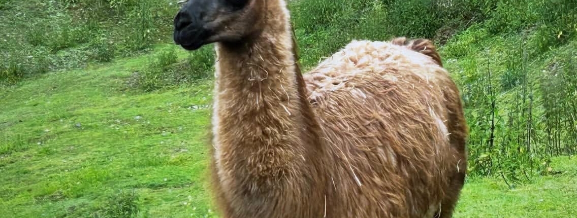 Unser Namenspate Alex: Das neue Lama auf dem Alpakahof – Alexander ...